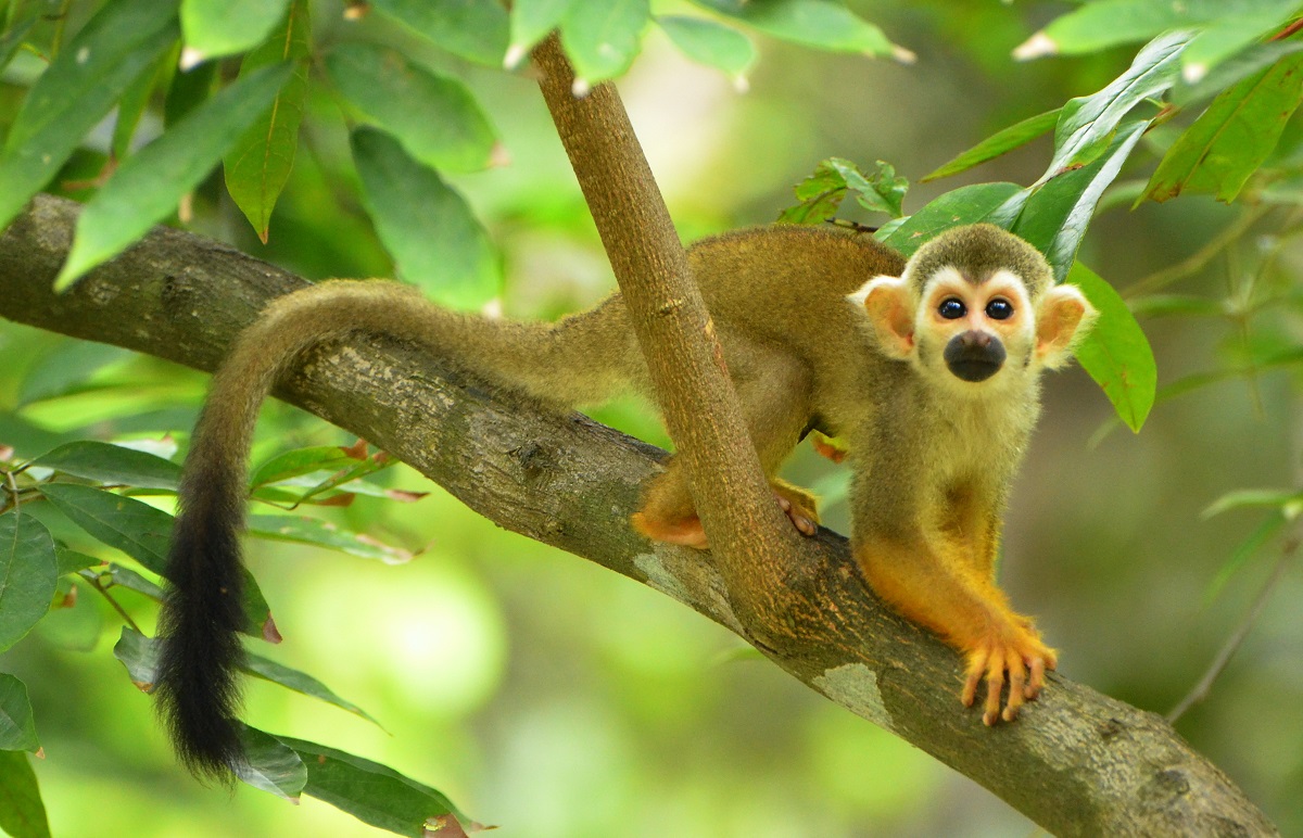 Discovering The Fascinating World Of Legal Exotic Pets