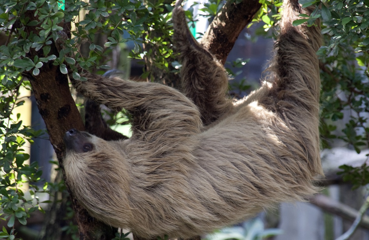 Discovering The Fascinating World Of Legal Exotic Pets