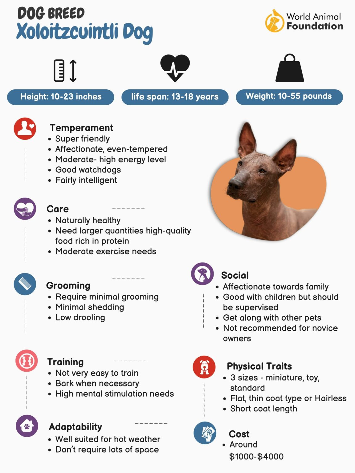 Xoloitzcuintli Dog - Facts, History & Breed Information