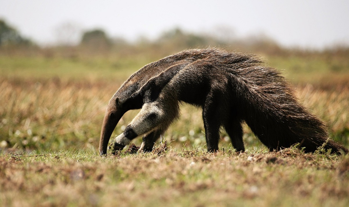 Discovering The Fascinating World Of Legal Exotic Pets