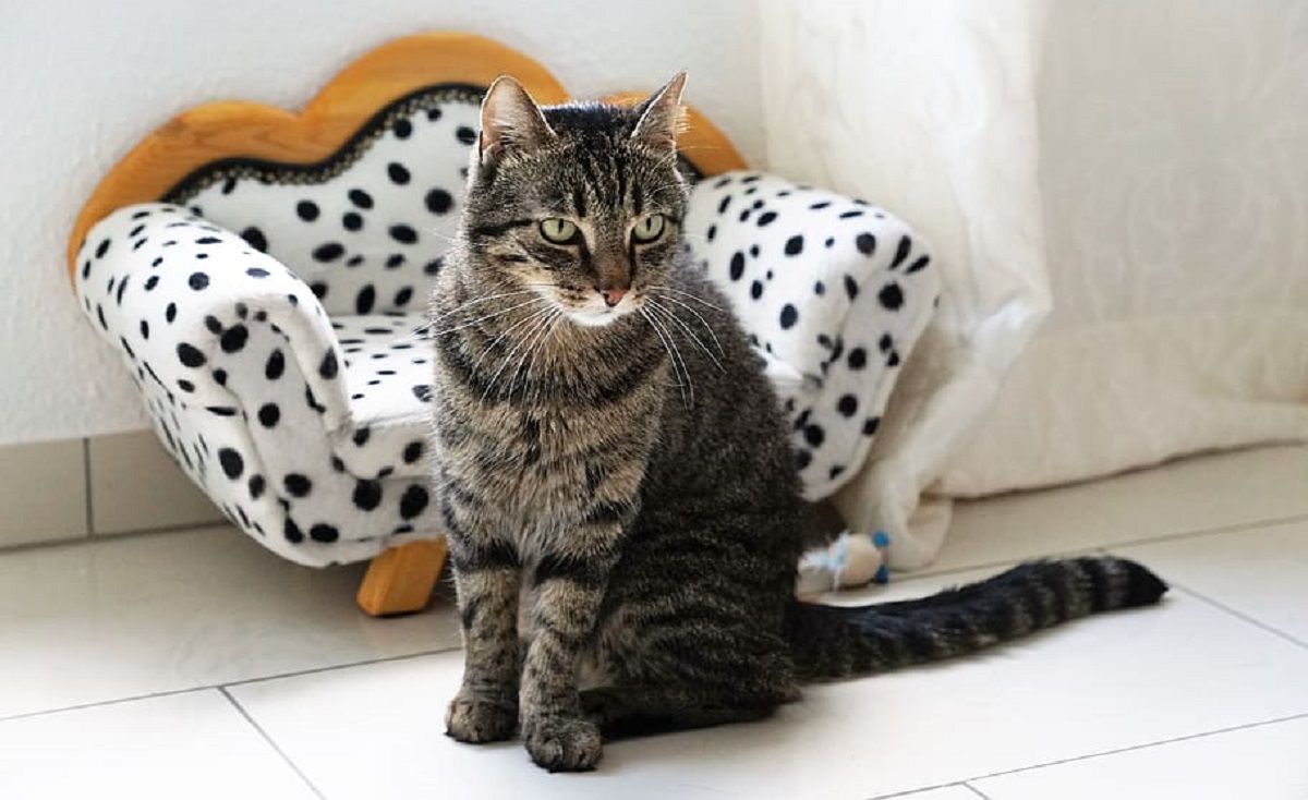 Unveiling The Most Popular Pets: Which One Is Right For You?