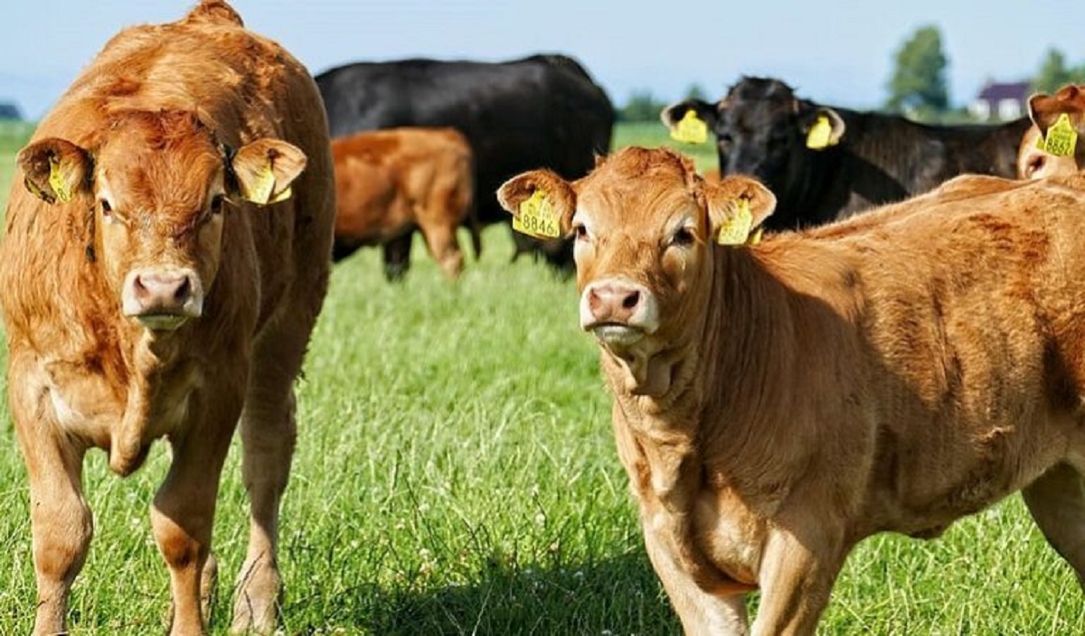 What State Produces The Most Beef: A Comprehensive Analysis