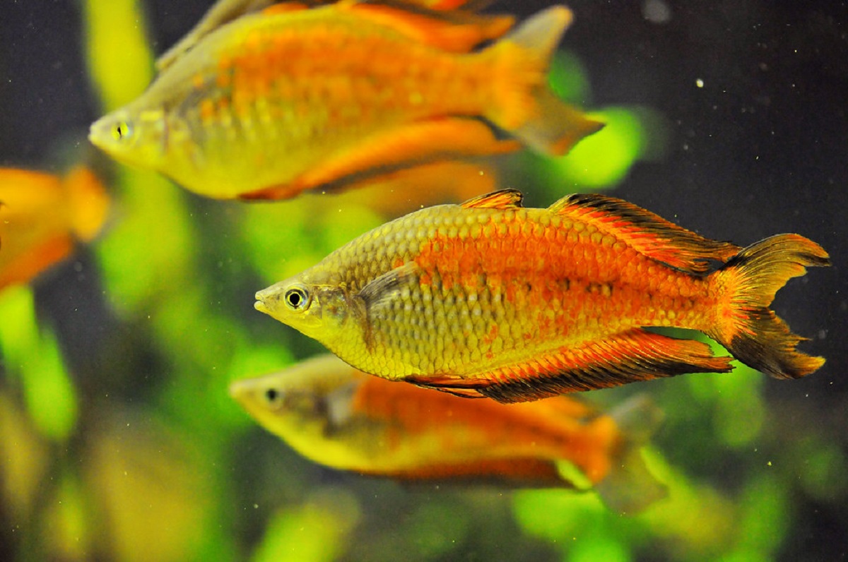 Unveiling The Most Popular Pets: Which One Is Right For You?