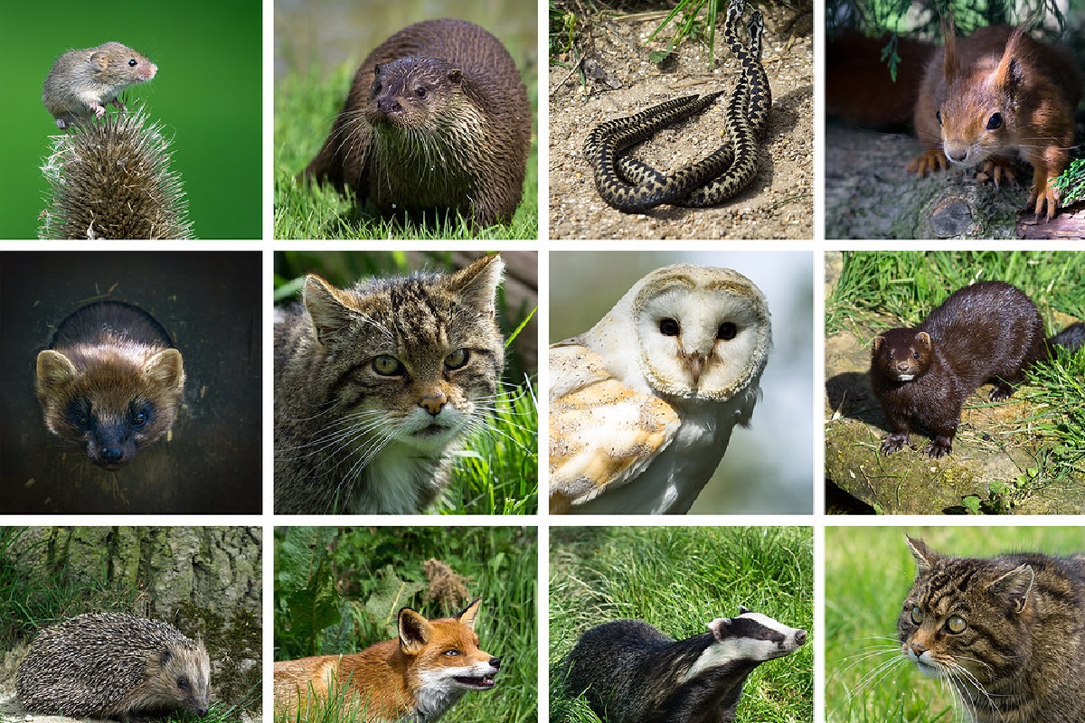 Unveiling The Most Popular Pets: Which One Is Right For You?