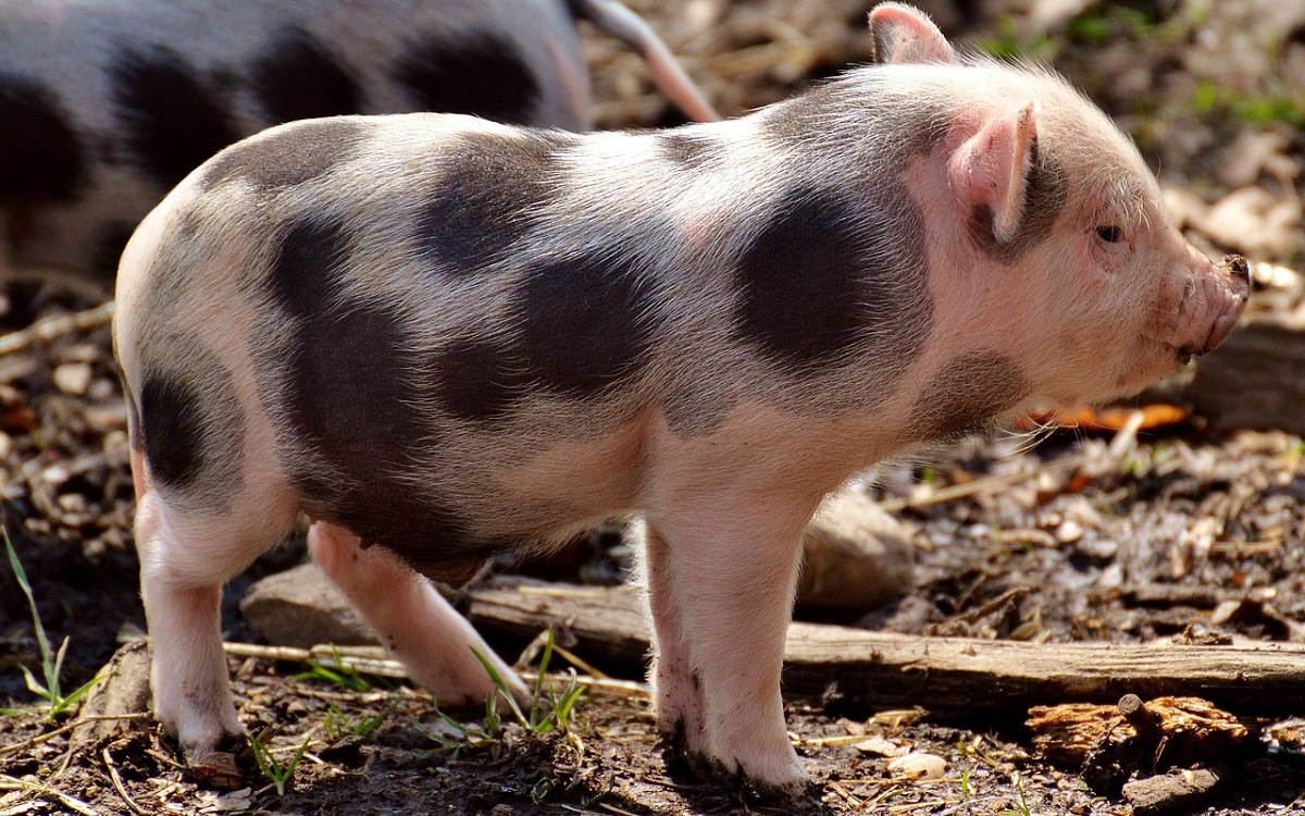 Discovering The Fascinating World Of Legal Exotic Pets