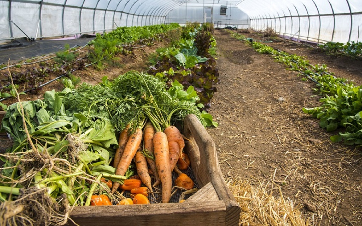 Exploring Veganism Statistics: Figures You Need To Know