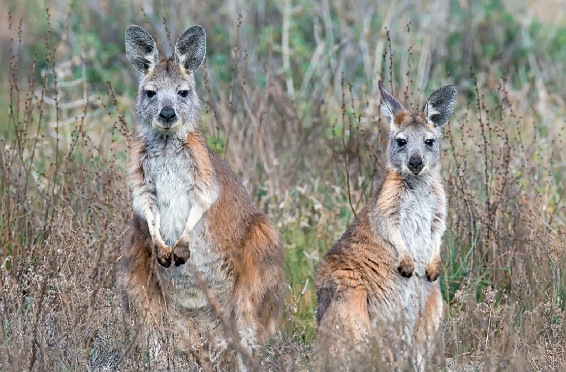 Discovering The Fascinating World Of Legal Exotic Pets