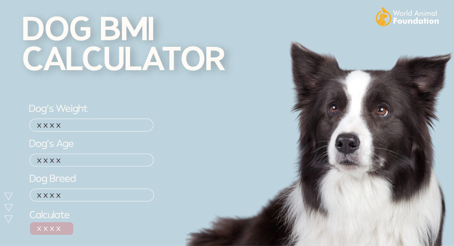 Dog BMI Calculator - Helpful Tool For Dog’s Optimal Health