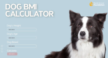 Dog BMI Calculator - Helpful Tool For Dog’s Optimal Health