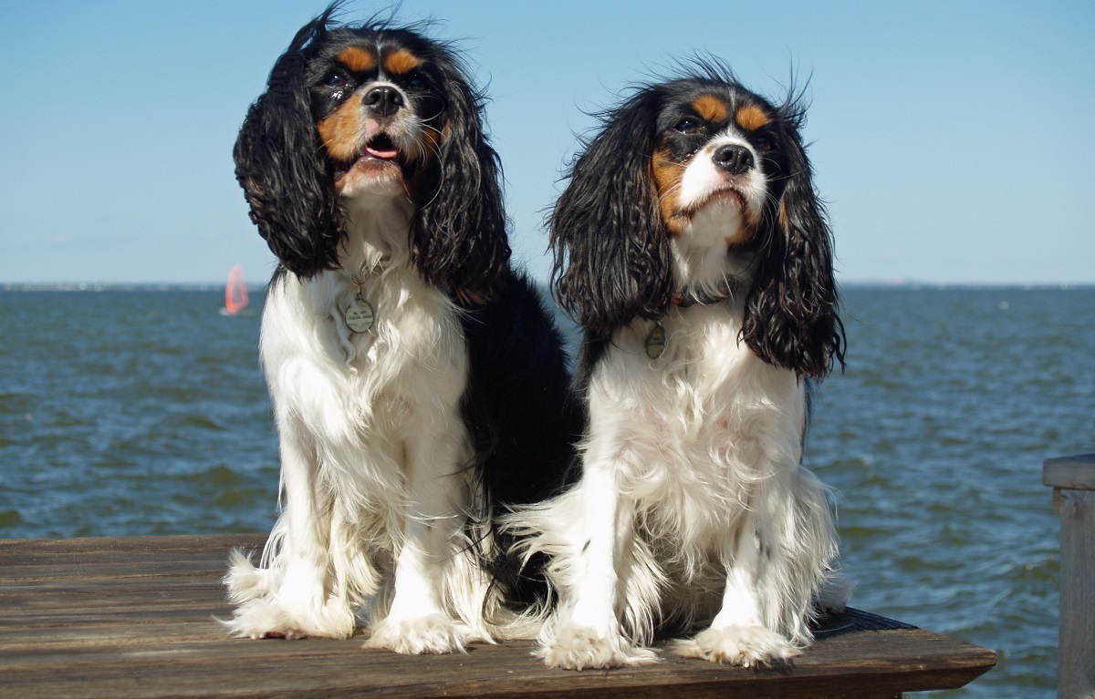 Most Popular Dog Breeds: Find Your Perfect Canine Companion