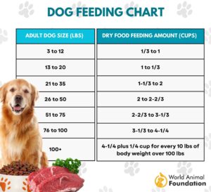 How Much Should I Feed My Dog? Tailoring Your Pup’s Diet!
