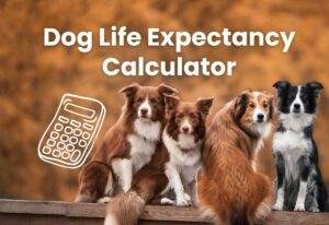 Dog Life Expectancy Calculator: Estimate Your Dog Lifespan