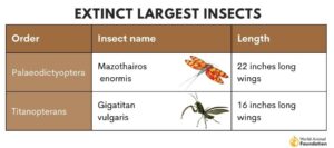 Largest Insects In The World - Closer Look At The Giant Bugs