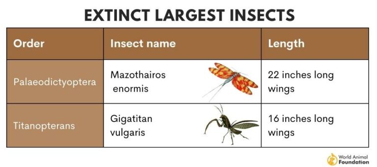 Largest Insects In The World - Closer Look At The Giant Bugs