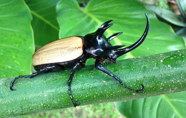 Largest Insects In The World - Closer Look At The Giant Bugs