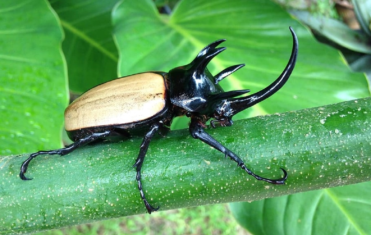 Largest Insects In The World - Closer Look At The Giant Bugs