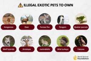 Animals That Are Illegal To Own - Unveiling Banned Beauties