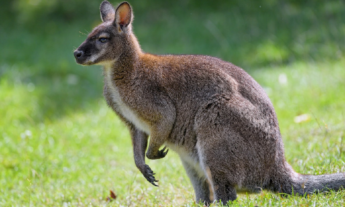 Animals That Are Illegal To Own - Unveiling Banned Beauties