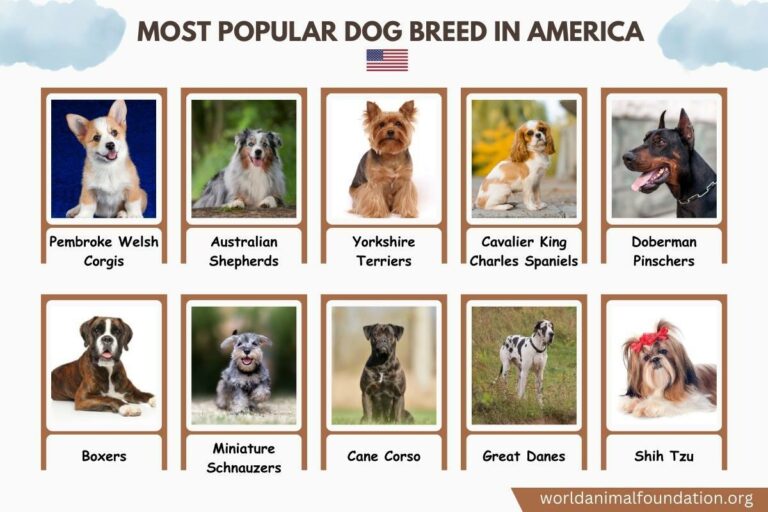 Most Popular Dog Breeds: Find Your Perfect Canine Companion
