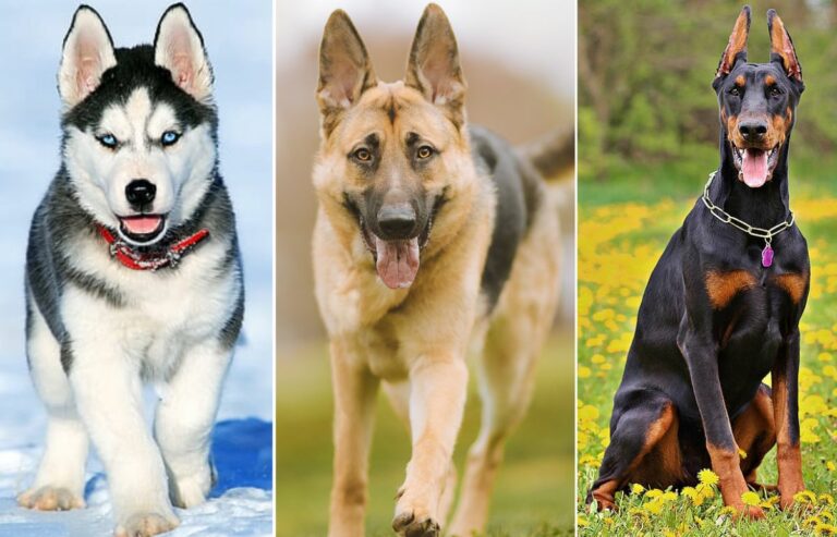 Most Popular Dog Breeds: Find Your Perfect Canine Companion