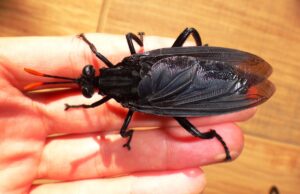 Largest Insects In The World - Closer Look At The Giant Bugs