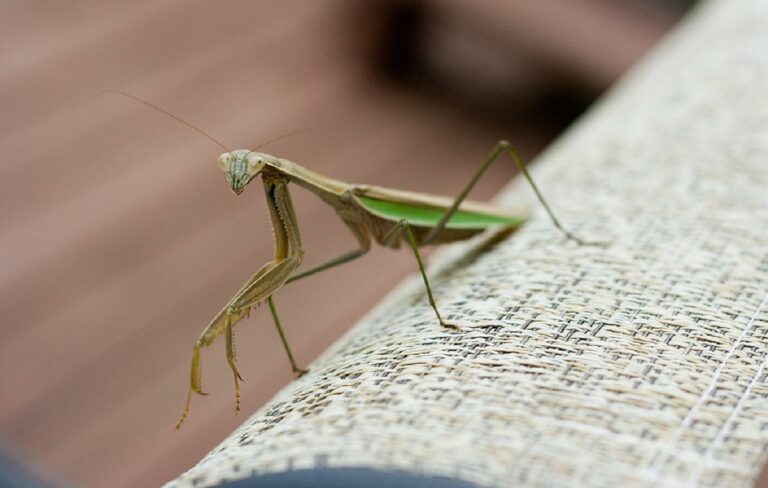 Largest Insects In The World - Closer Look At The Giant Bugs