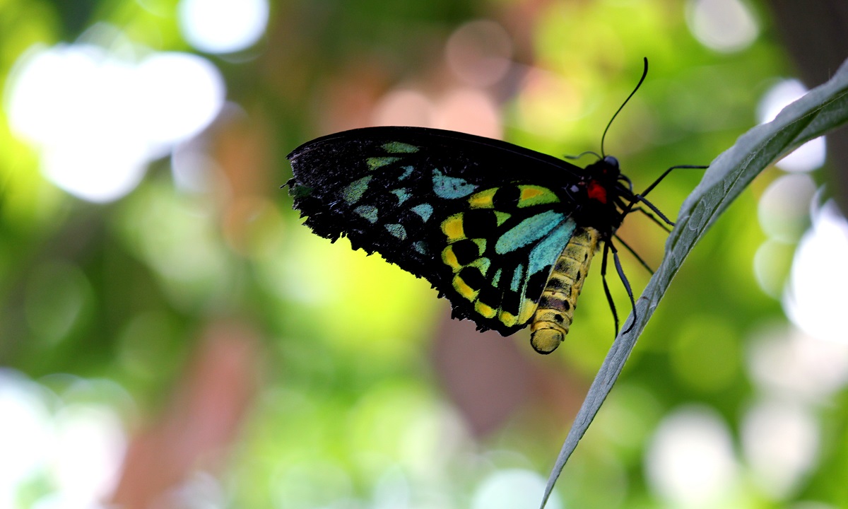 Largest Insects In The World - Closer Look At The Giant Bugs