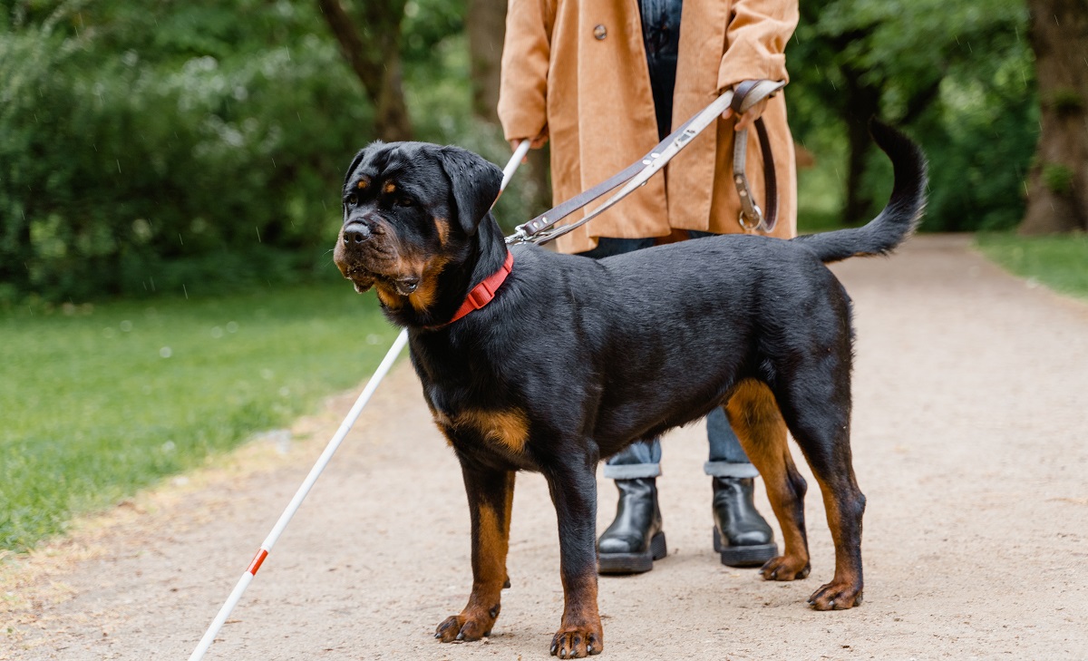 Most Popular Dog Breeds: Find Your Perfect Canine Companion