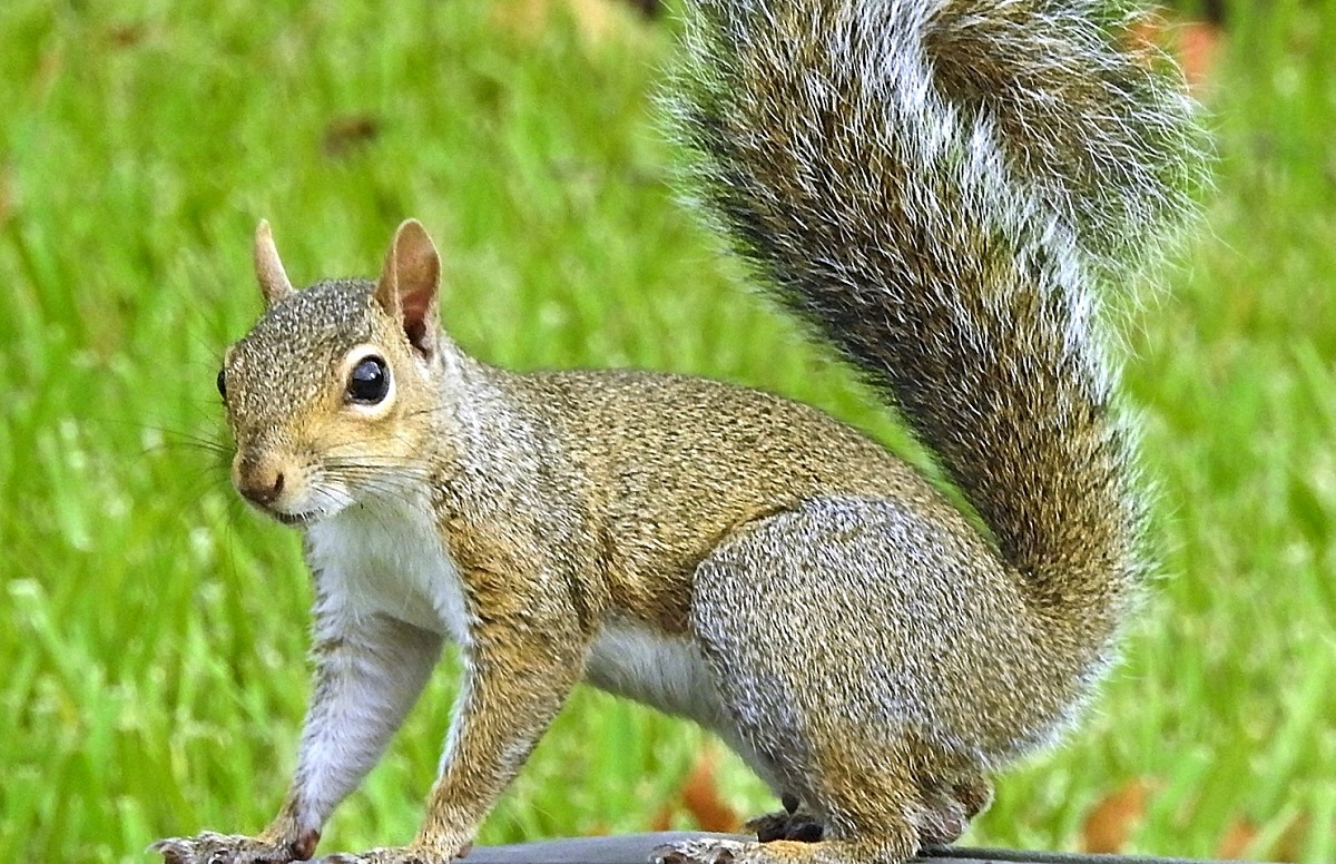 Animals That Are Illegal To Own - Unveiling Banned Beauties