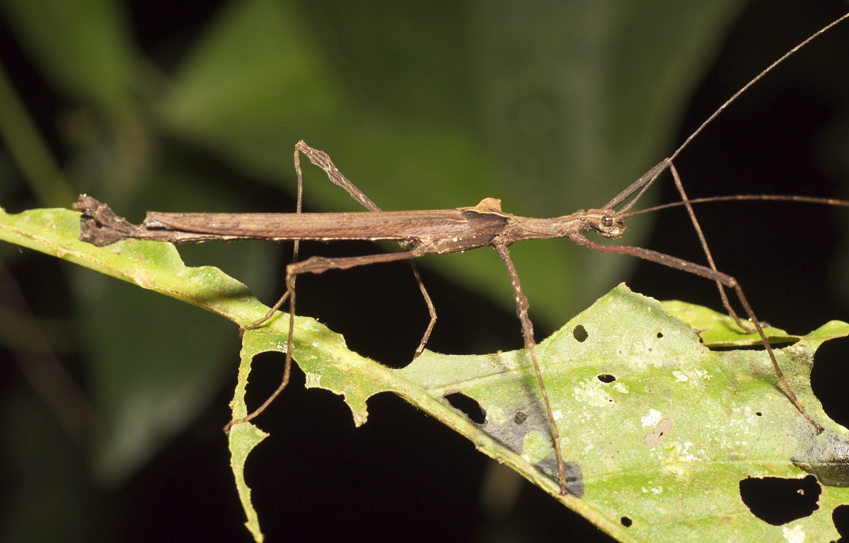 Largest Insects In The World - Closer Look At The Giant Bugs