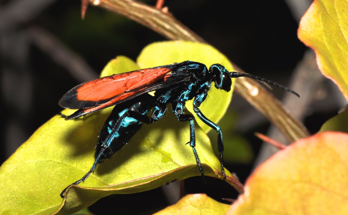 Largest Insects In The World - Closer Look At The Giant Bugs