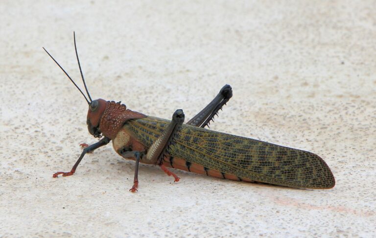 Largest Insects In The World - Closer Look At The Giant Bugs