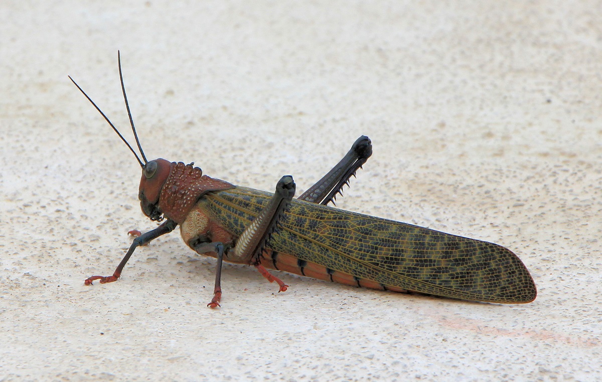 Largest Insects In The World - Closer Look At The Giant Bugs