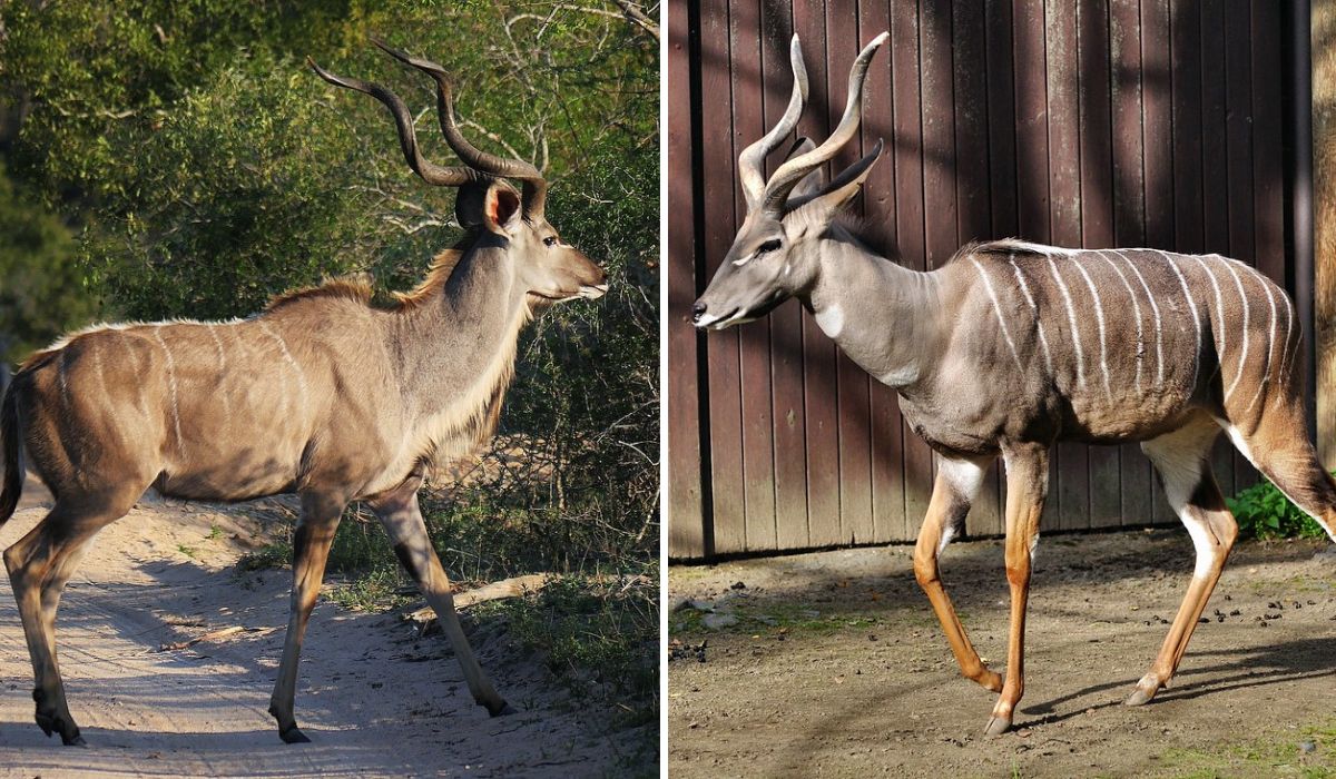 Exploring The Majestic Kudu: Africa's Graceful Antelope