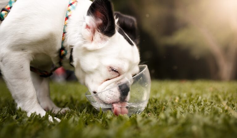 Dog Water Intake Calculator For Healthy Hydration For Pups