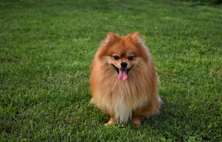 Most Popular Dog Breeds: Find Your Perfect Canine Companion