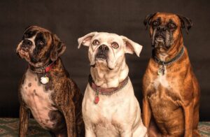 8 Types Of Boxer Dogs: Exploring Breed Varieties - WAF