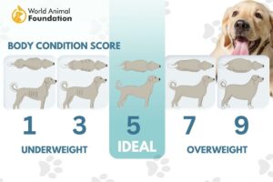 Dog Food Calculator - How Many Calories Does Your Dog Need?