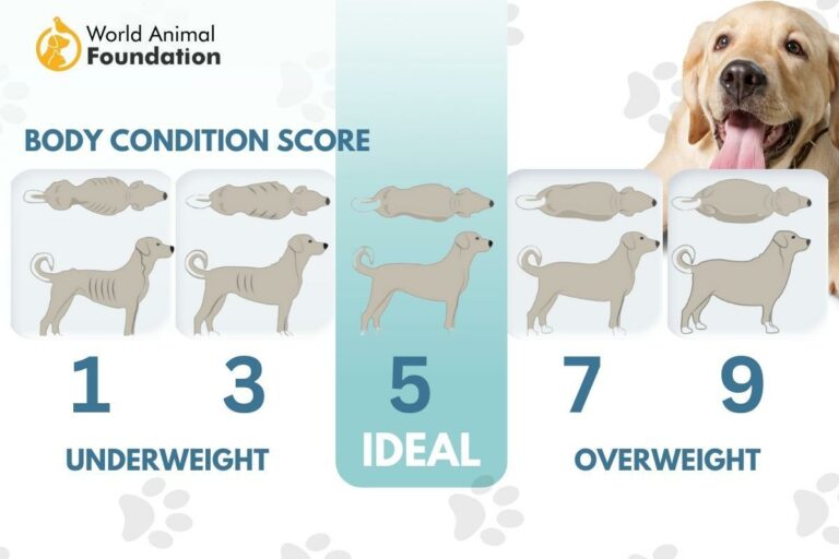 Dog Food Calculator - How Many Calories Does Your Dog Need?