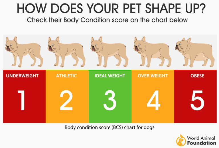 Dog BMI Calculator - Helpful Tool For Dog’s Optimal Health