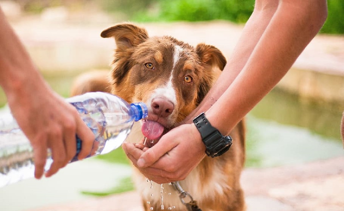 Learn How To Keep Dogs Cool In The Summer - Beat The Heat!
