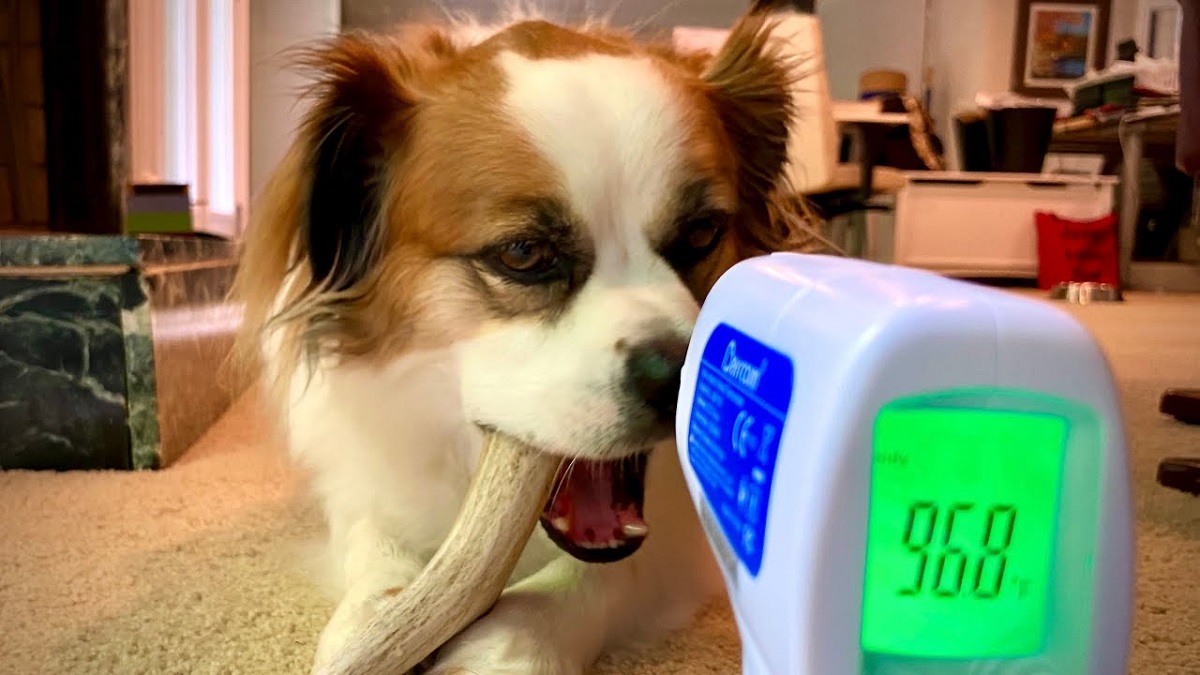 Learn How To Keep Dogs Cool In The Summer - Beat The Heat!