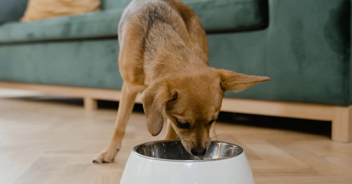 How Much Should I Feed My Dog? Tailoring Your Pup’s Diet!