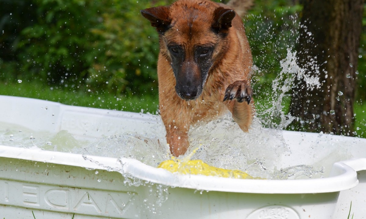 Learn How To Keep Dogs Cool In The Summer - Beat The Heat!