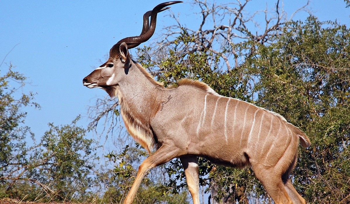 Exploring The Majestic Kudu: Africa's Graceful Antelope