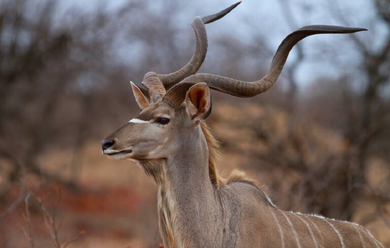 Exploring The Majestic Kudu: Africa's Graceful Antelope