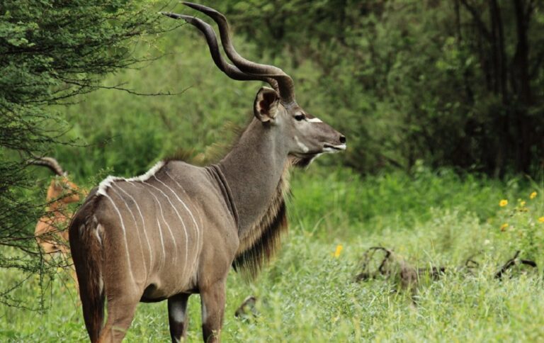 Exploring The Majestic Kudu: Africa's Graceful Antelope