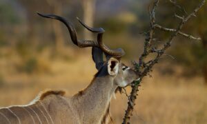 Exploring The Majestic Kudu: Africa's Graceful Antelope