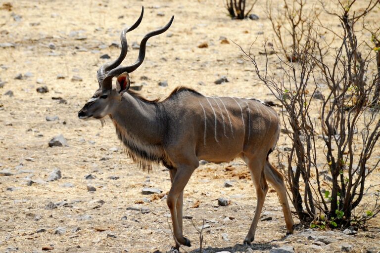 Exploring The Majestic Kudu: Africa's Graceful Antelope