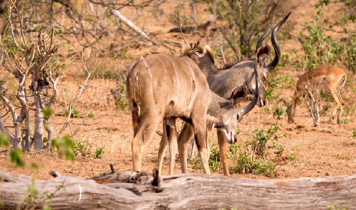 Exploring The Majestic Kudu: Africa's Graceful Antelope